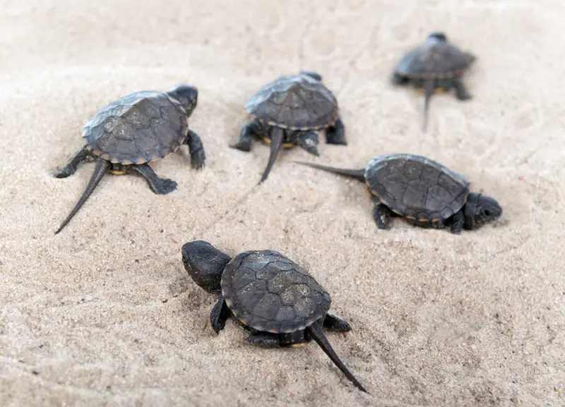 Sea Turtle Nesting Sites | Timeless Africa Safaris Blog