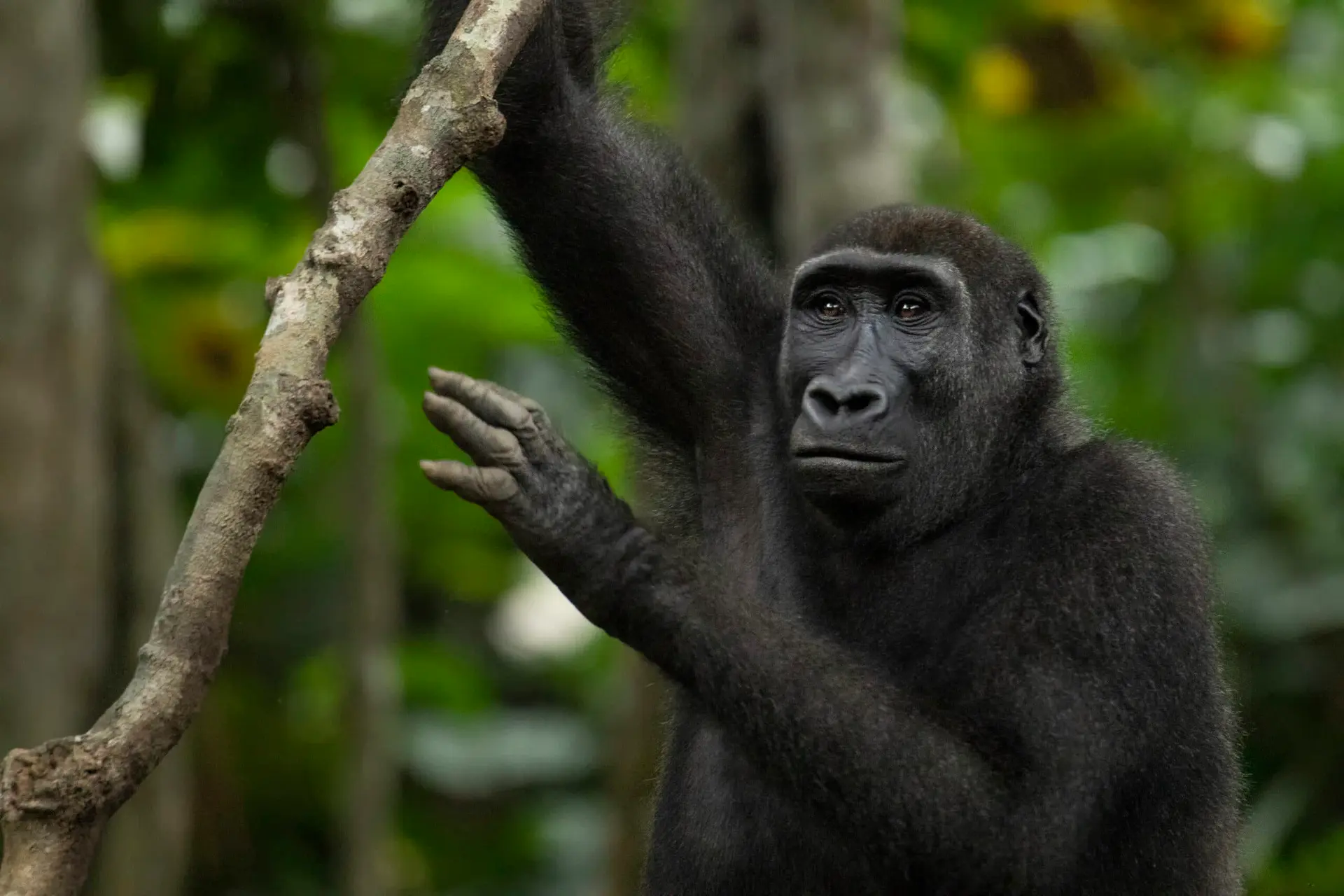 The Untamed Beauty of The Congo Basin | Timeless Africa Safaris