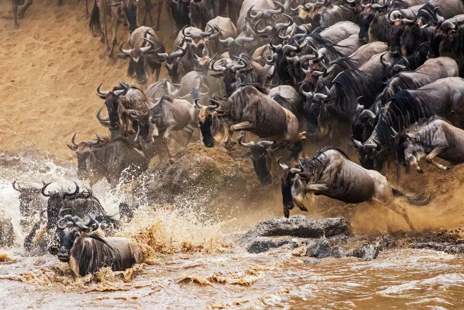 The Great Migration - A month by month guide