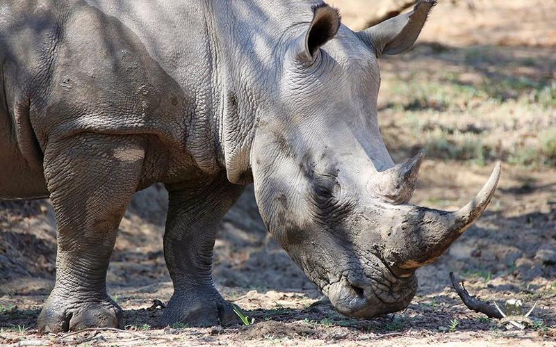 Rhino Conservation: What you can do now | Timeless Africa Safaris